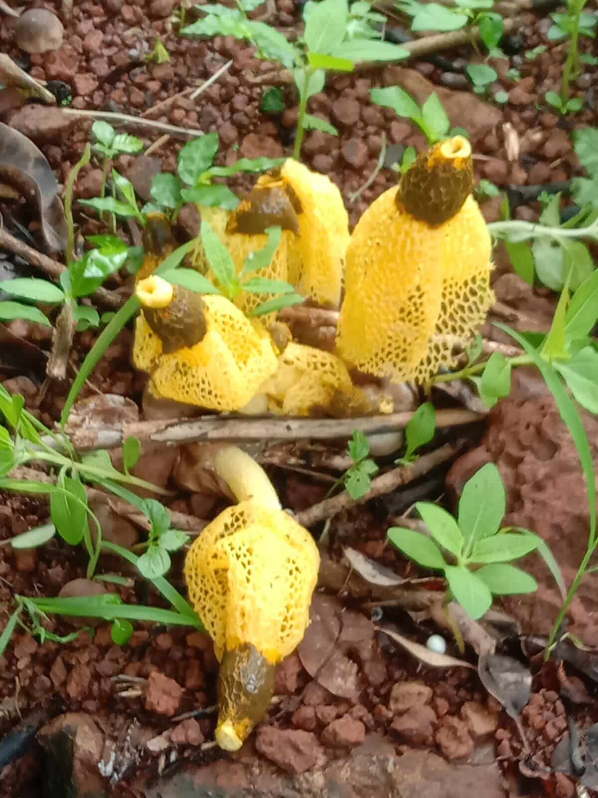 अळंबी प्रजाती - अणसुरे जैवविविधता