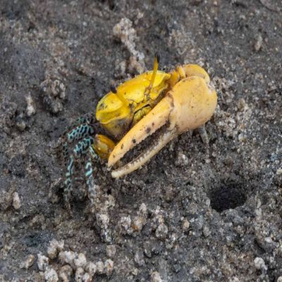 प्राणी - अणसुरे जैवविविधता