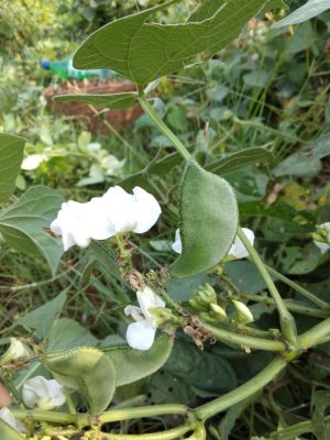 कडवा - अणसुरे जैवविविधता