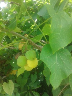 मोगली एरंड - अणसुरे जैवविविधता