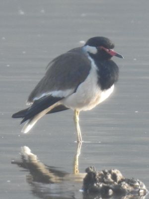 पक्षी - अणसुरे जैवविविधता