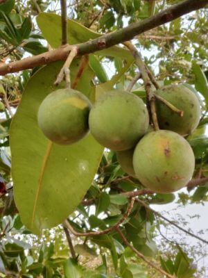 जंगली झाडे - अणसुरे जैवविविधता